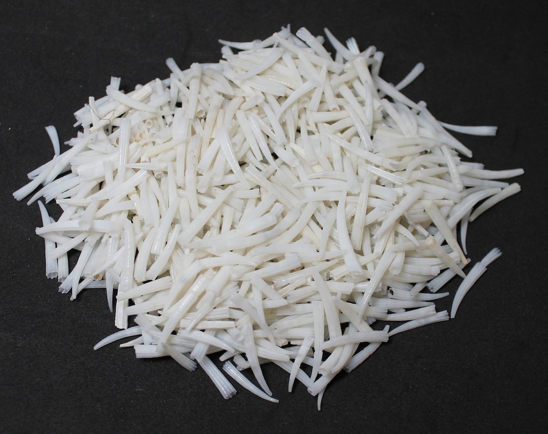 Washed and Unsorted Ridged Dentalium Shells, .75-1" Avg. Length, 100 ...