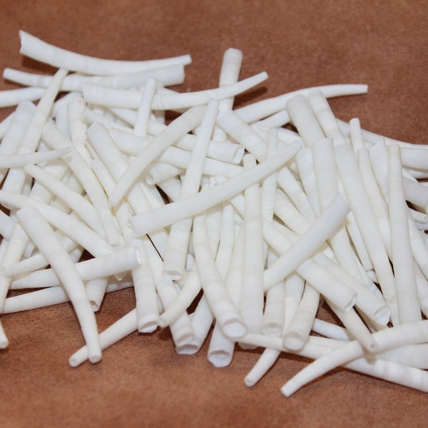 Dentalium Smooth - Etsy