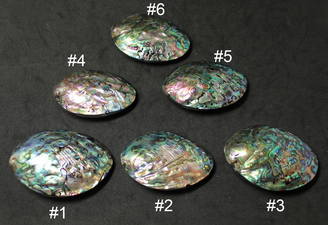 Highly Iridescent Abalone Shell Beads, Sold by the Single Bead - Etsy
