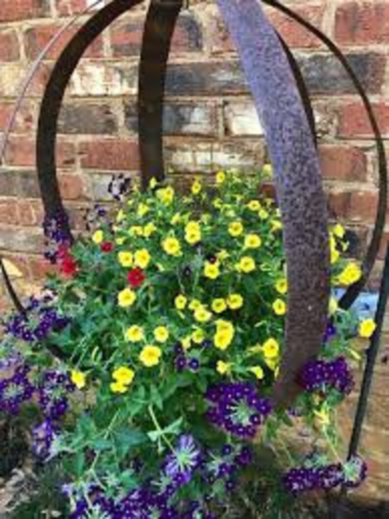 40 X Whisky Barrel Hoops, Excellent for Garden Features, Focal Pieces ...
