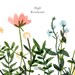 Wildflower Clipart Watercolor Floral Botanical Hand Drawn Png Flowers ...