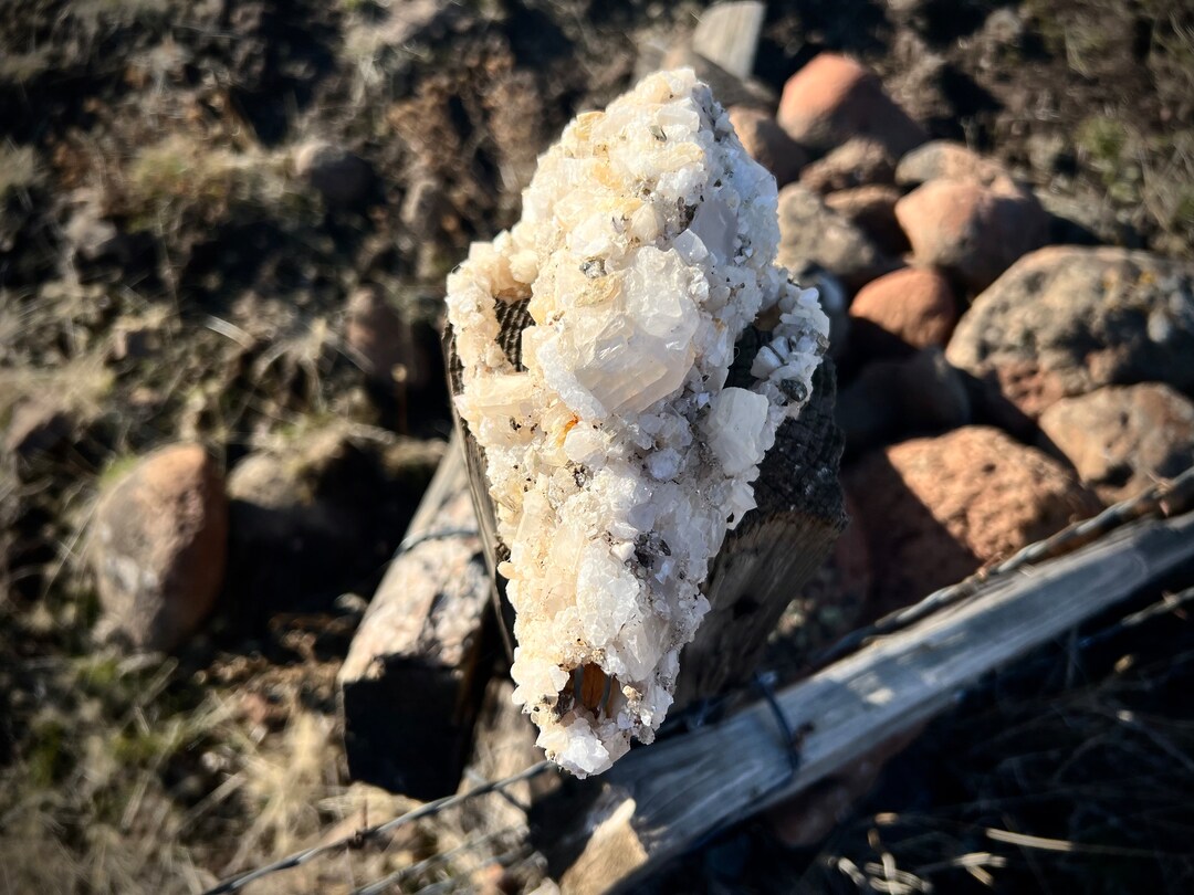 Crystallized Coyote Skull - Etsy