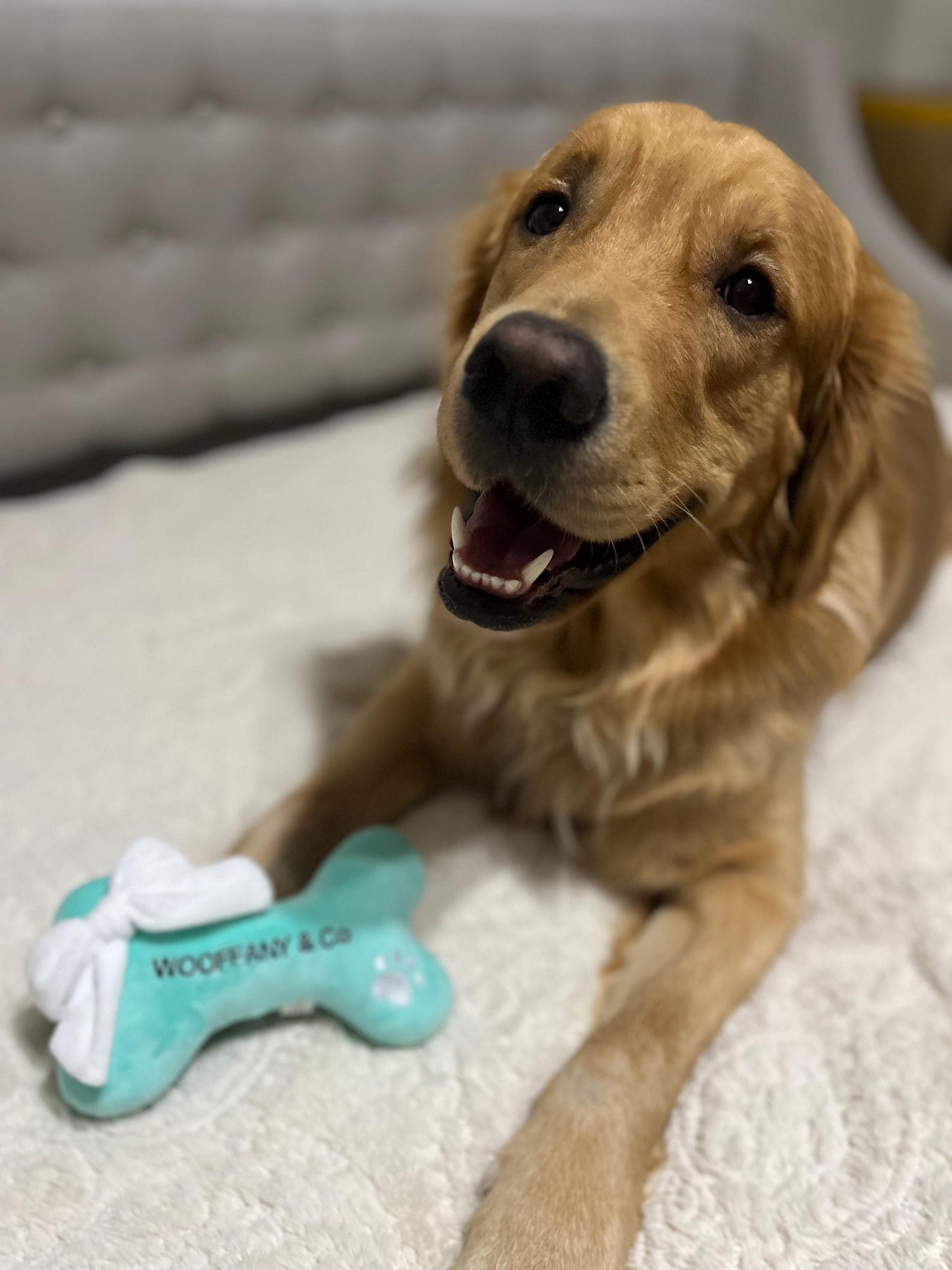 Teal Plush Dog Bone Toy: Handmade Squeaky Puppy Toy With Bow - Etsy