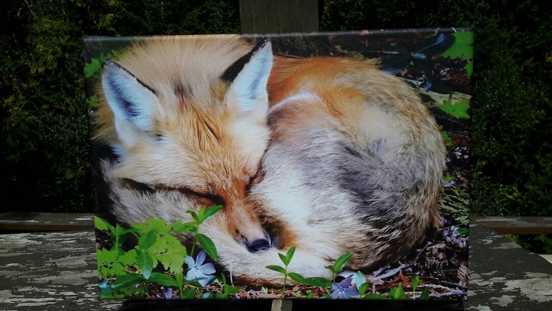 Fox Sleeping Under a Tree. Photography on Canvas - Etsy