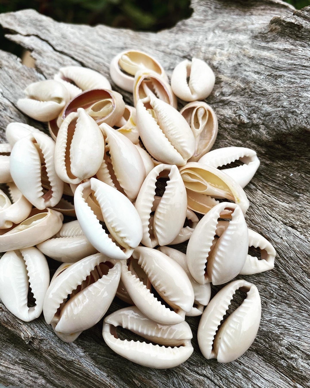 50 Large Cowrie Shells Half Cut Approximately 2cm Beading - Etsy