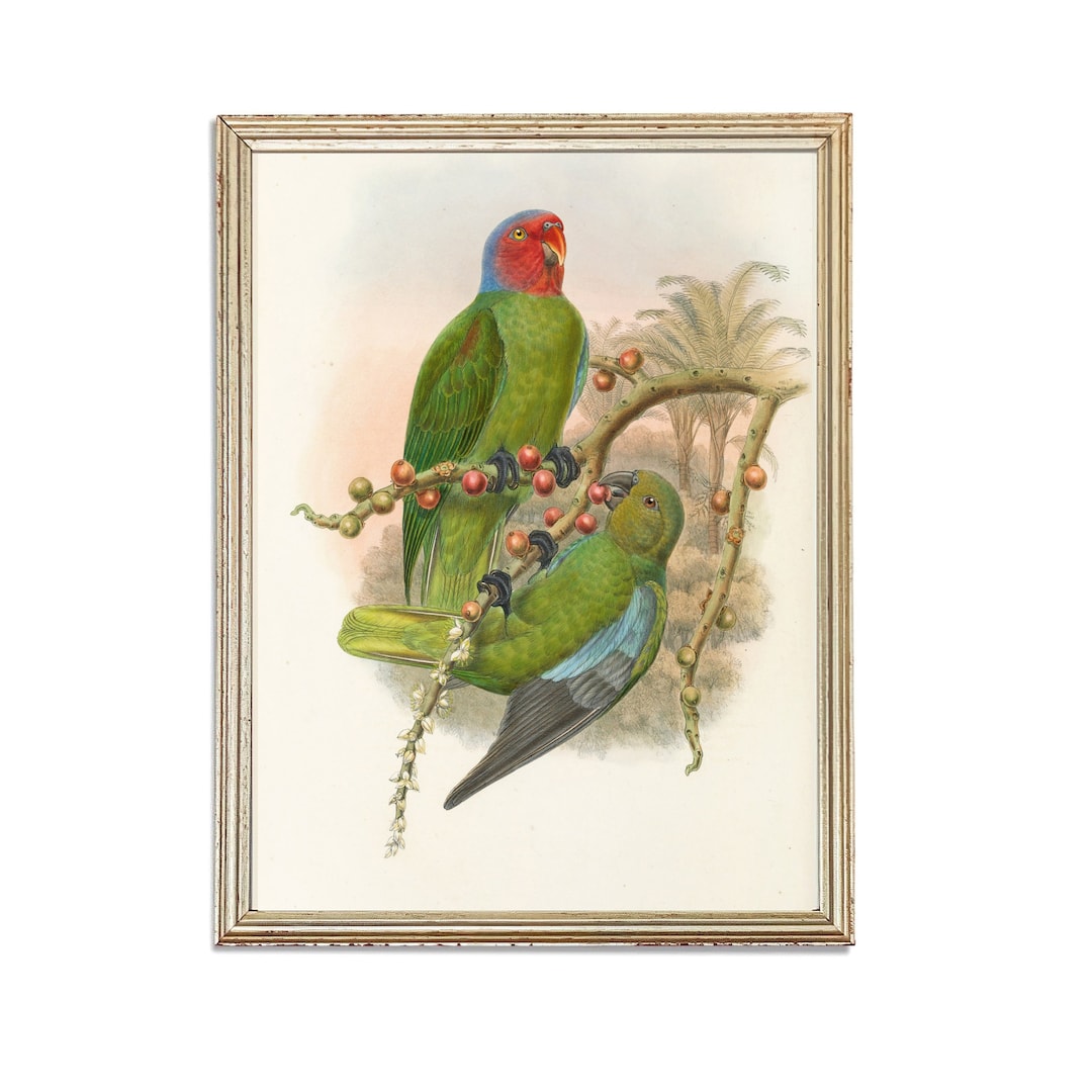 Vintage Parrots Painting | Antique Birds Artwork | Classic Animal ...