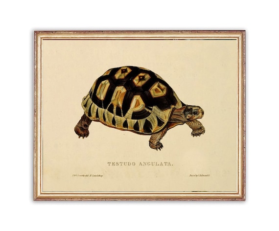 Vintage Turtle Painting Antique Oil Tortoise Painting - Etsy