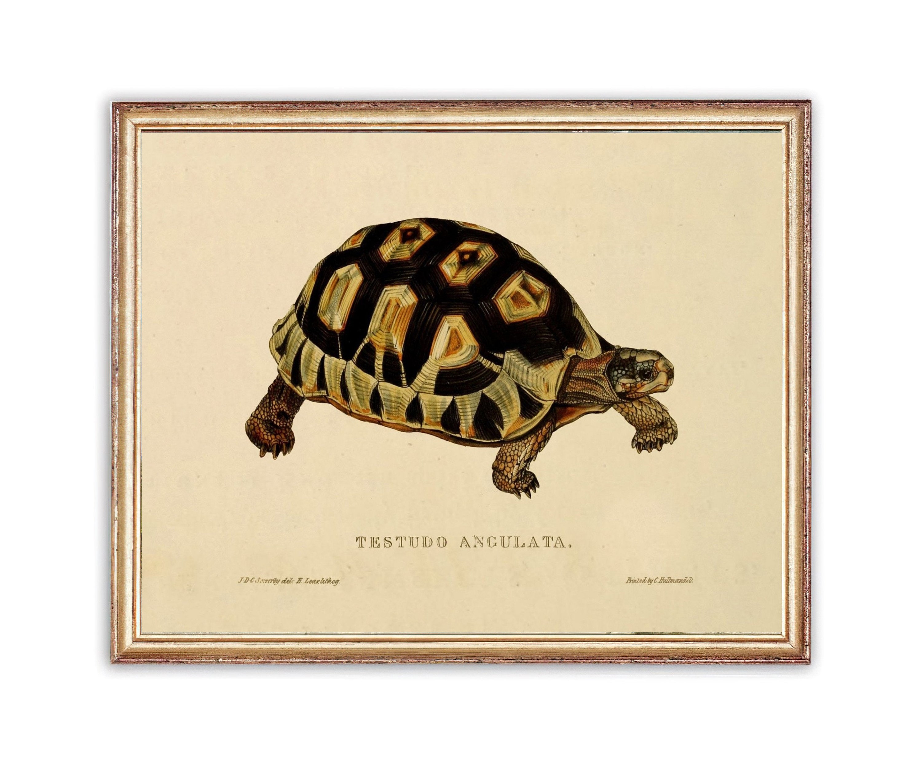 Vintage Turtle Painting Antique Oil Tortoise Painting - Etsy