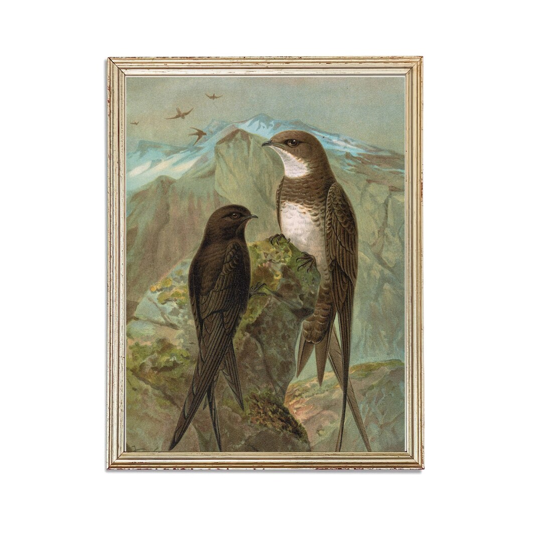 Vintage Swift Painting | Antique Birds Artwork | Classic Animal ...