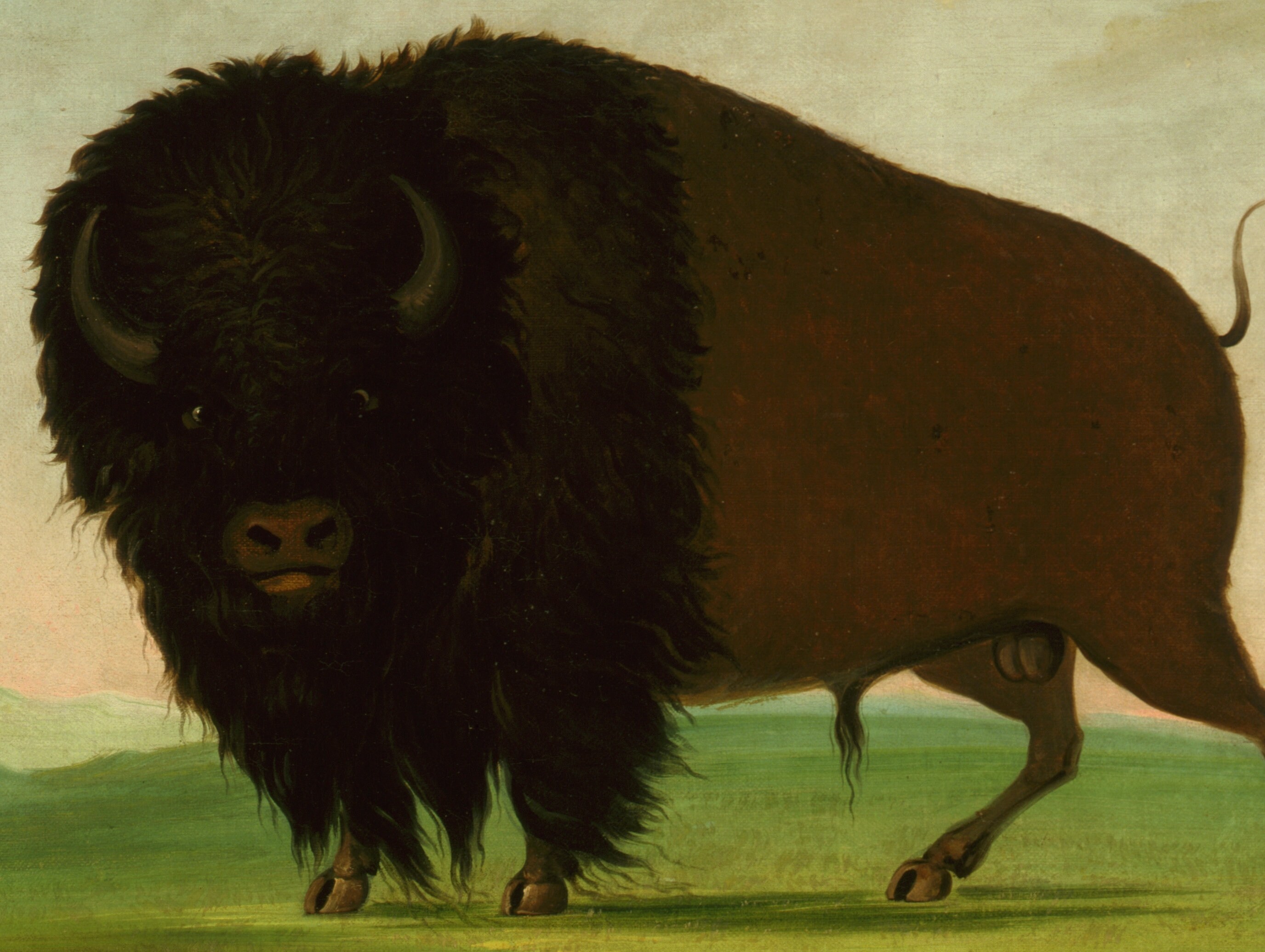 Vintage American Bison Painting | Antique Animal Portrait Artwork ...