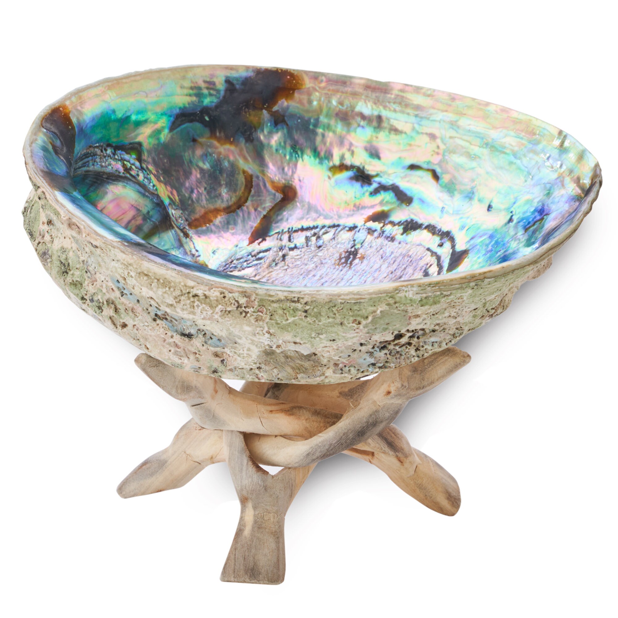 Abalone Shell 6-inch With Stand Sustainably Collected for - Etsy