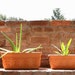 Medium Rectangle Terracotta Planter - Decorative - Gardening - Planter ...