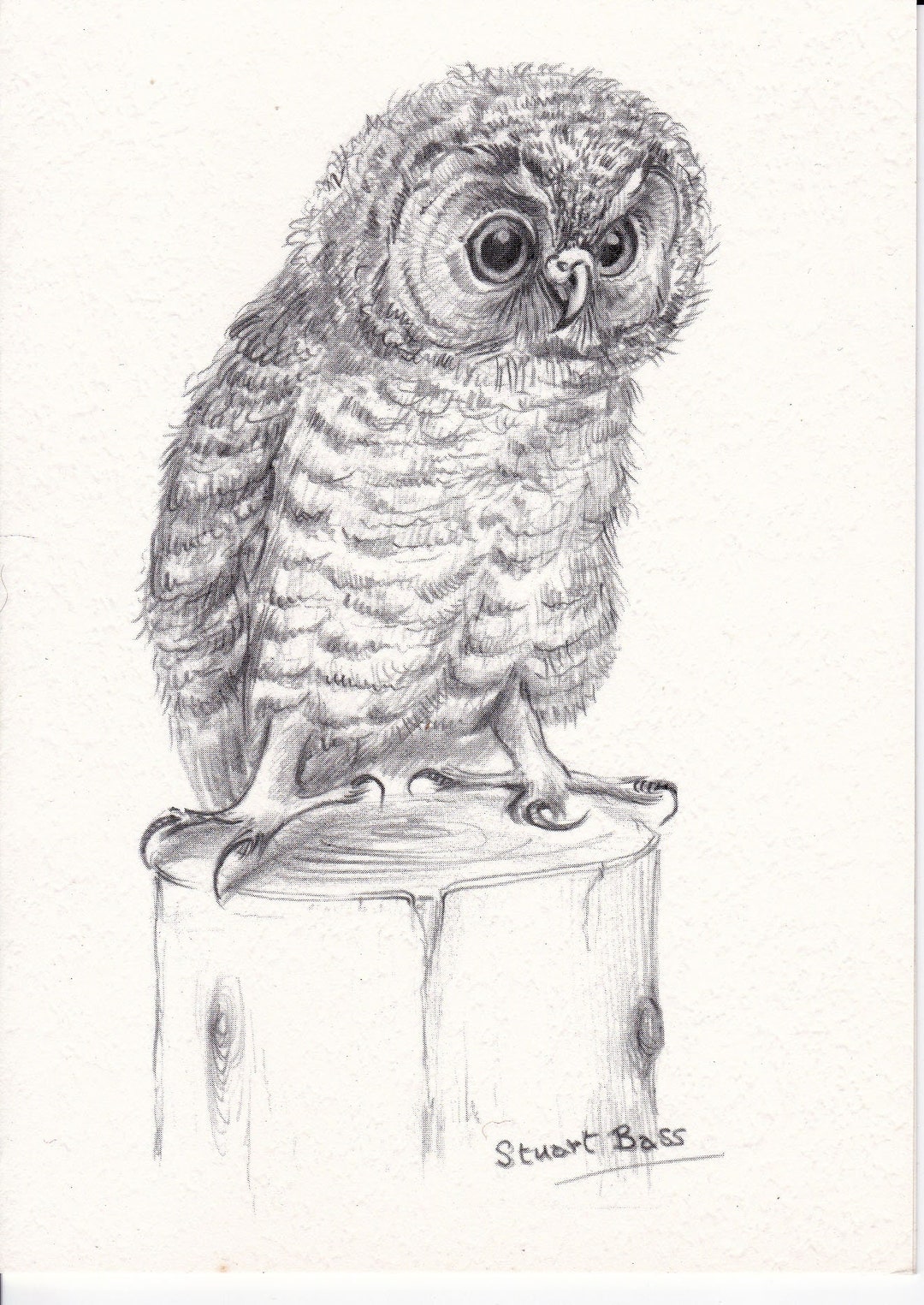 Stuart Bass Graphite Sketch of 'baby Tawny Owl' - Etsy