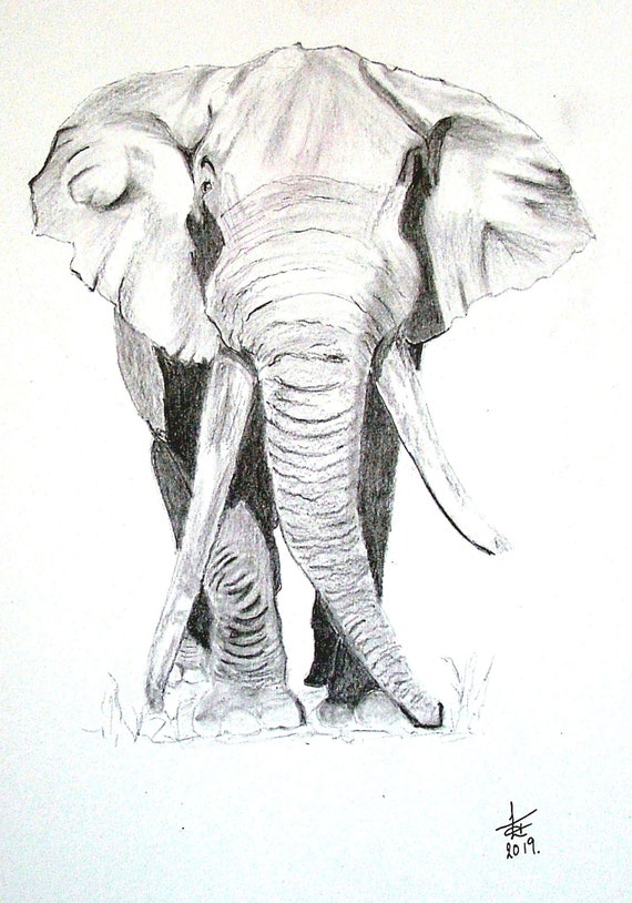 Graphite Drawing of Elephant - Etsy