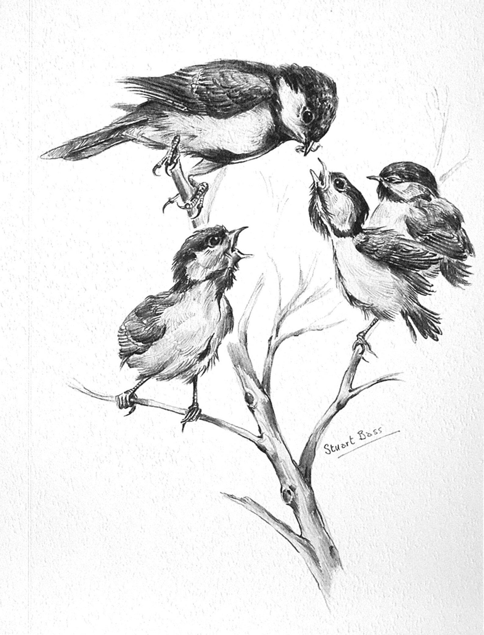 Stuart Bass Graphite Drawing of 'feeding Time' - Etsy