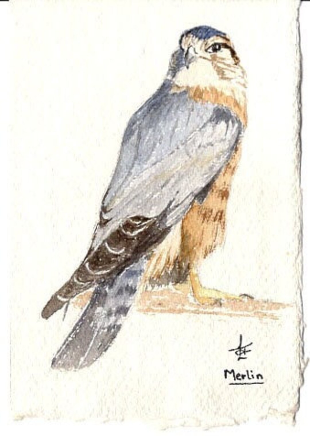 Watercolor Print of 'merlin ' - Etsy