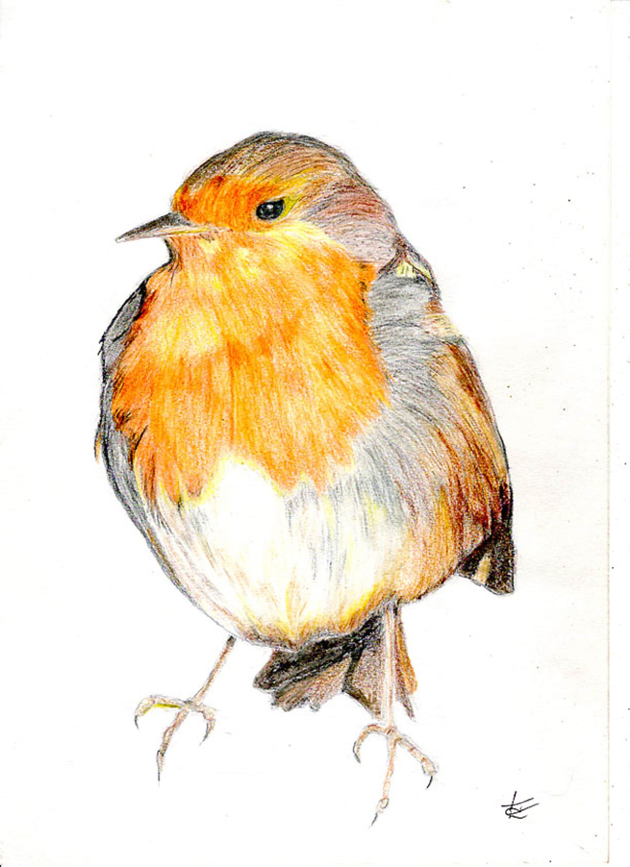 Watercolour Pencil Artwork of Robin - Etsy