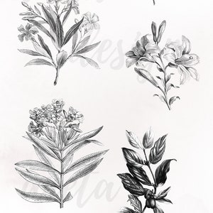 Vintage Botanical Illustrations, Digital Illustration for Scrapbooking ...
