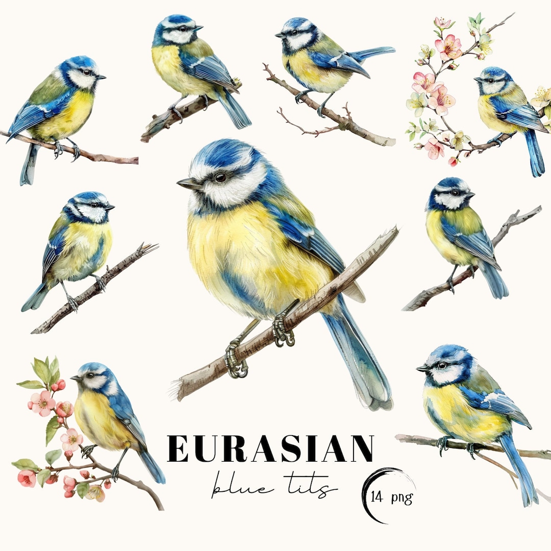 Blue Tit Bird Clipart, Eurasian Blue Tit, Watercolor Clipart, Digital ...