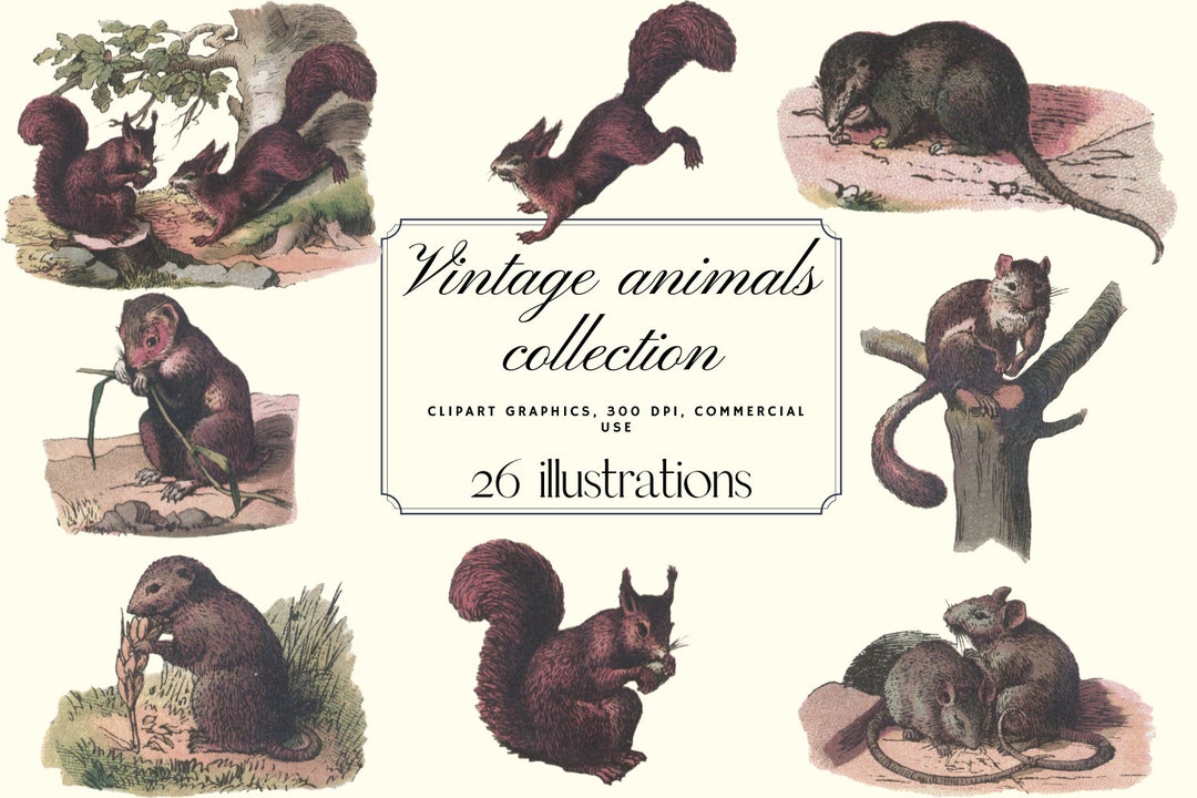 Vintage Mouses Forest Animals Natural History Vintage - Etsy