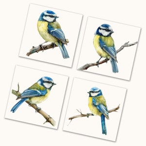 Blue Tit Bird Watercolor Clipart: Scrapbook Images (PNG, 14 ...