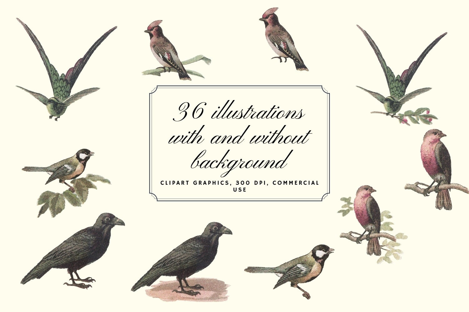 36 Vintage Birds Clipart, Antique Bird Clipart, Bird Graphics, Vintage ...