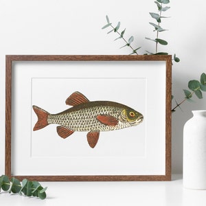 Vintage Fish Illustration, Vintage Fish Clipart, Natural History ...