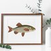 Vintage Fish Illustration, Vintage Fish Clipart, Natural History ...