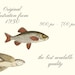 Vintage Fish Illustration, Vintage Fish Clipart, Natural History ...