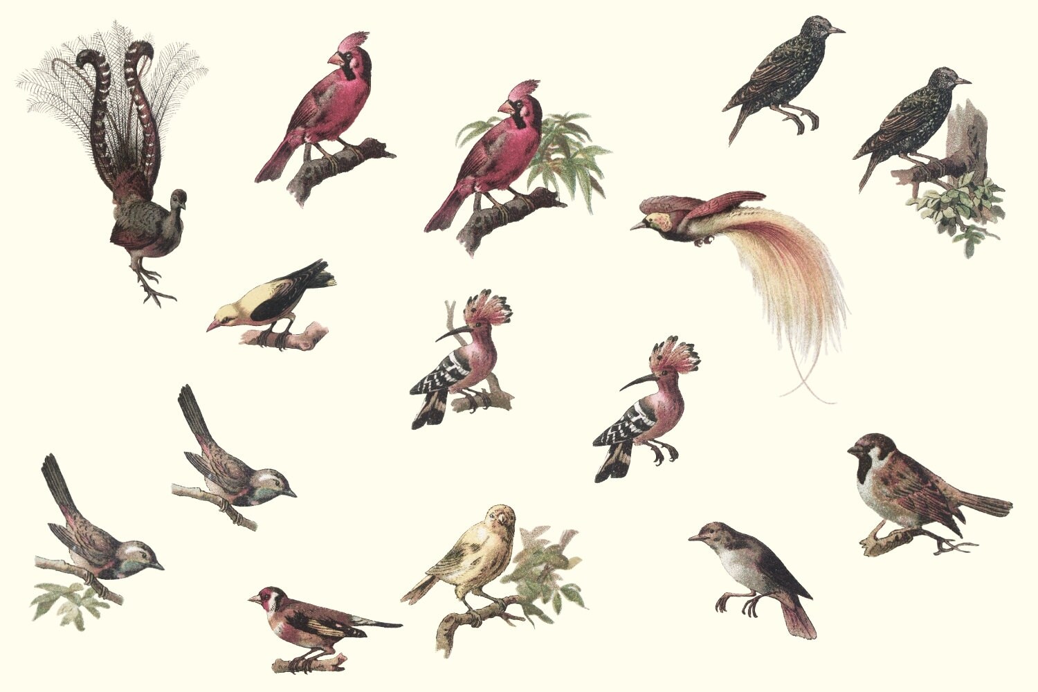 36 Vintage Birds Clipart, Antique Bird Clipart, Bird Graphics, Vintage ...