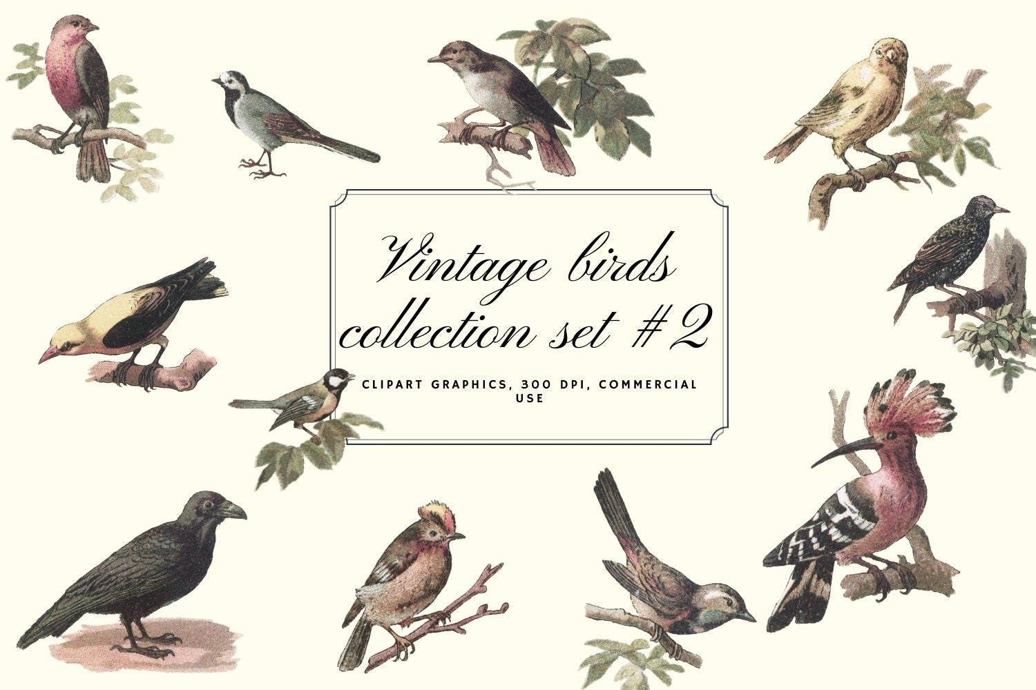36 Vintage Birds Clipart, Antique Bird Clipart, Bird Graphics, Vintage ...