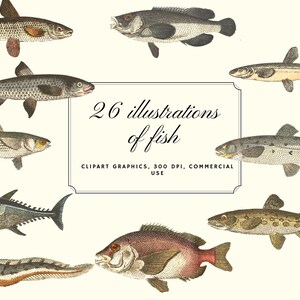 Vintage Fish Illustration, Vintage Fish Clipart, Natural History ...