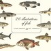 Vintage Fish Illustration, Vintage Fish Clipart, Natural History ...