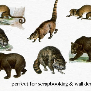 Wild Animals, Vintage Polar Bear Clipart, Raccoon Clipart - Etsy