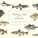Vintage Fish Illustration, Vintage Fish Clipart, Natural History ...