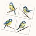 Blue Tit Bird Watercolor Clipart: Scrapbook Images (PNG, 14 ...