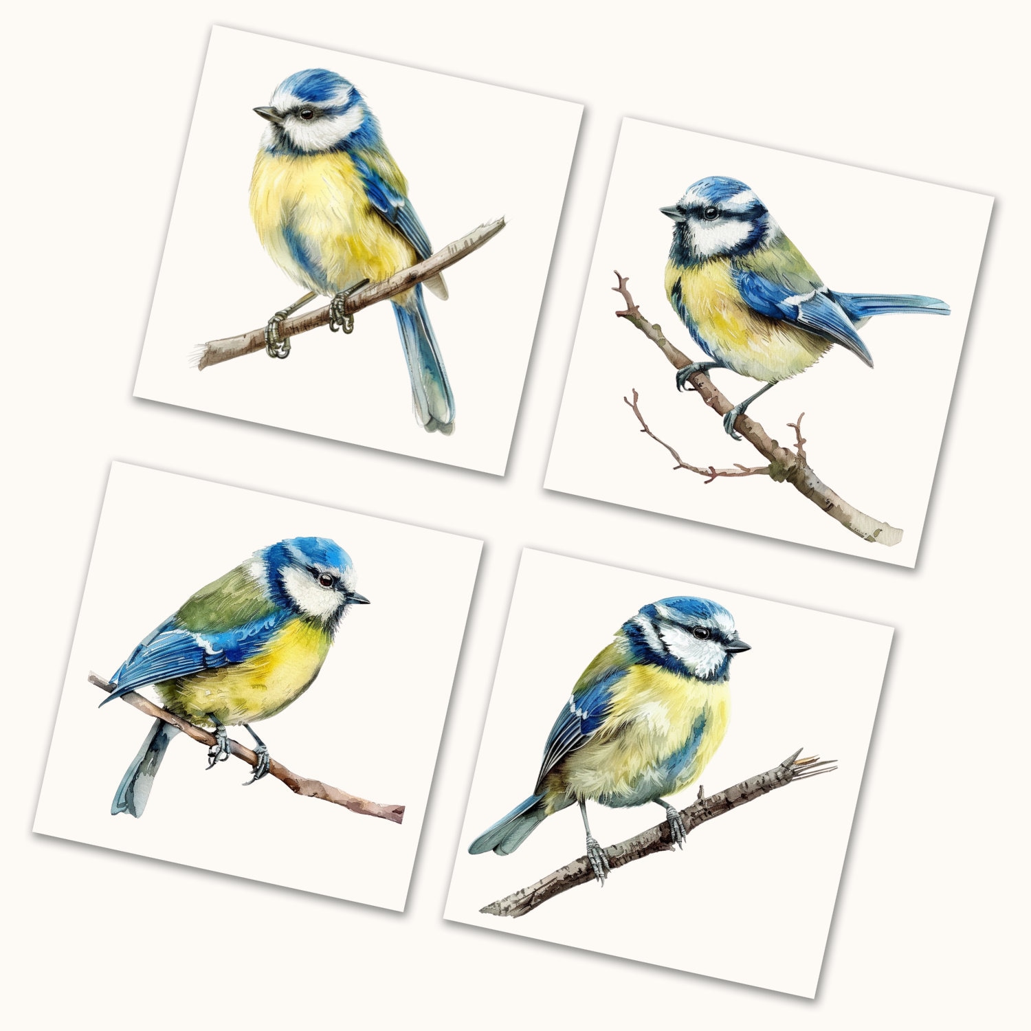 Blue Tit Bird Watercolor Clipart: Scrapbook Images (PNG, 14 ...