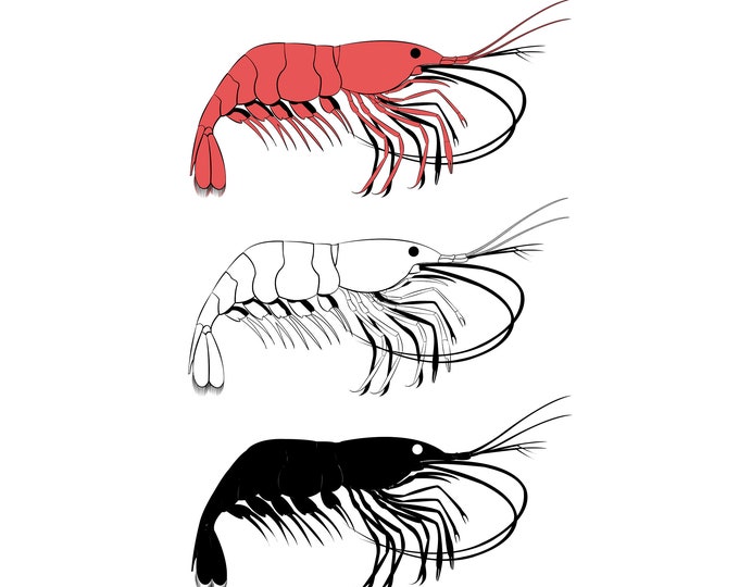 Shrimp, Shrimp SVG, SVG Files, Prawn Svg, Clip Art, SVG, Cricut ...