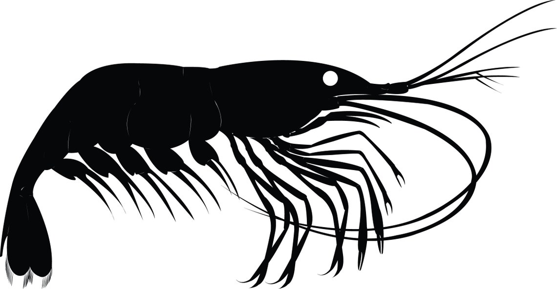 Shrimp Shrimp SVG SVG Files Prawn Svg Clip Art SVG - Etsy