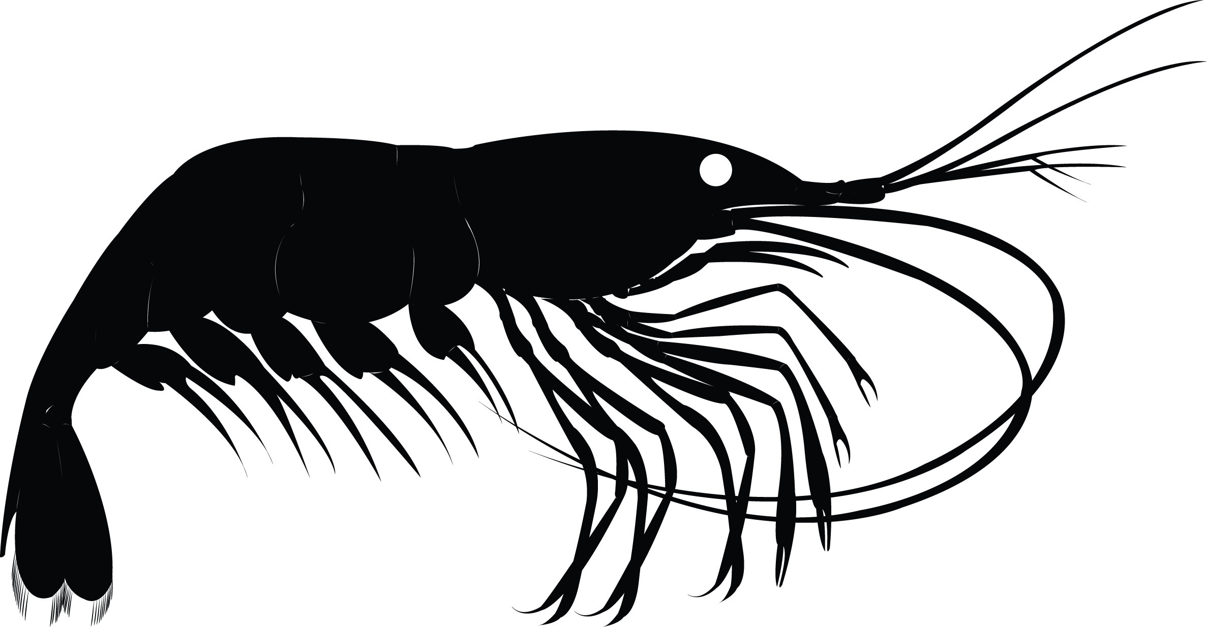 Shrimp, Shrimp SVG, SVG Files, Prawn Svg, Clip Art, SVG, Cricut ...
