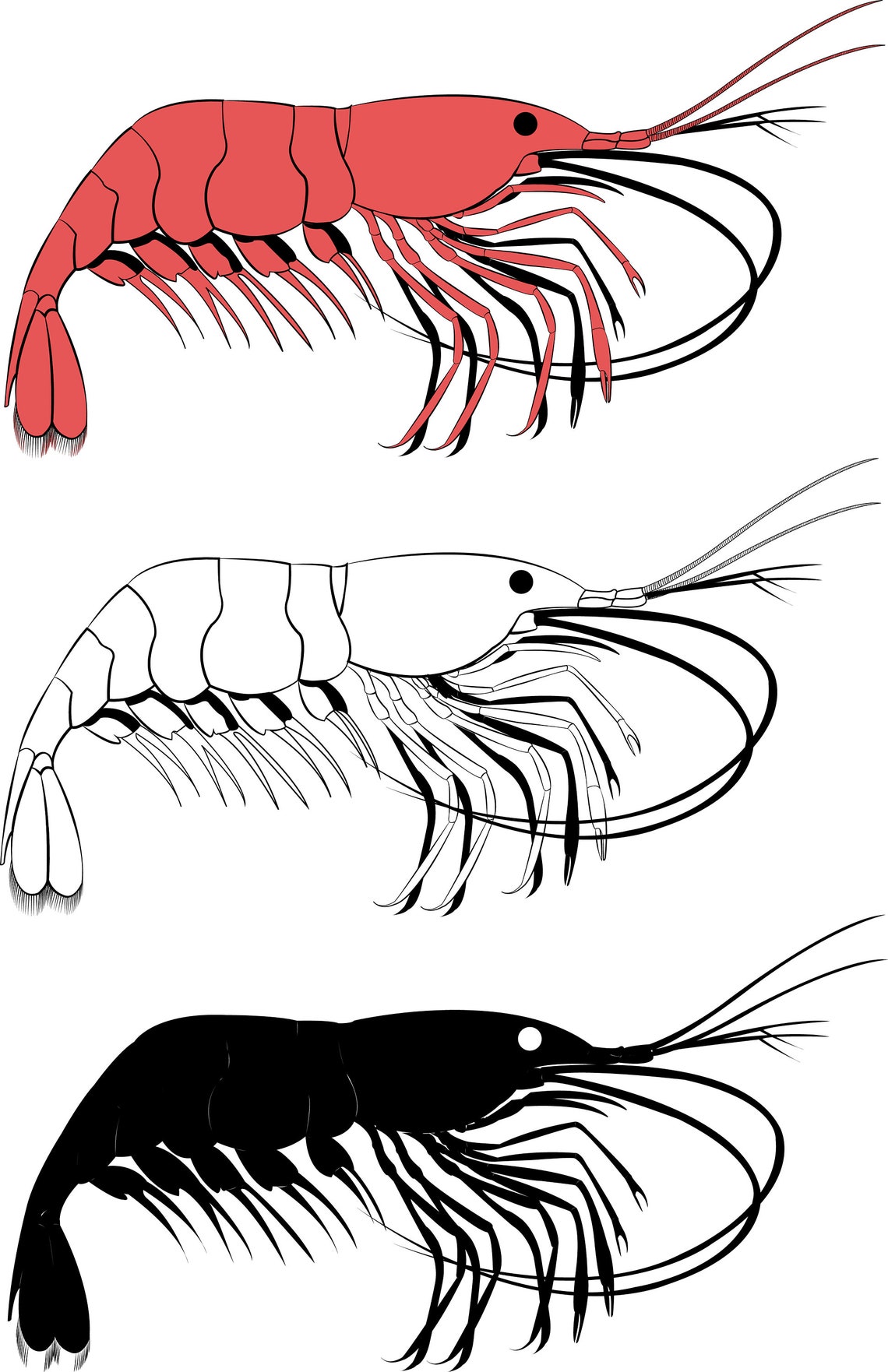 Shrimp Shrimp SVG SVG Files Prawn Svg Clip Art SVG | Etsy Canada