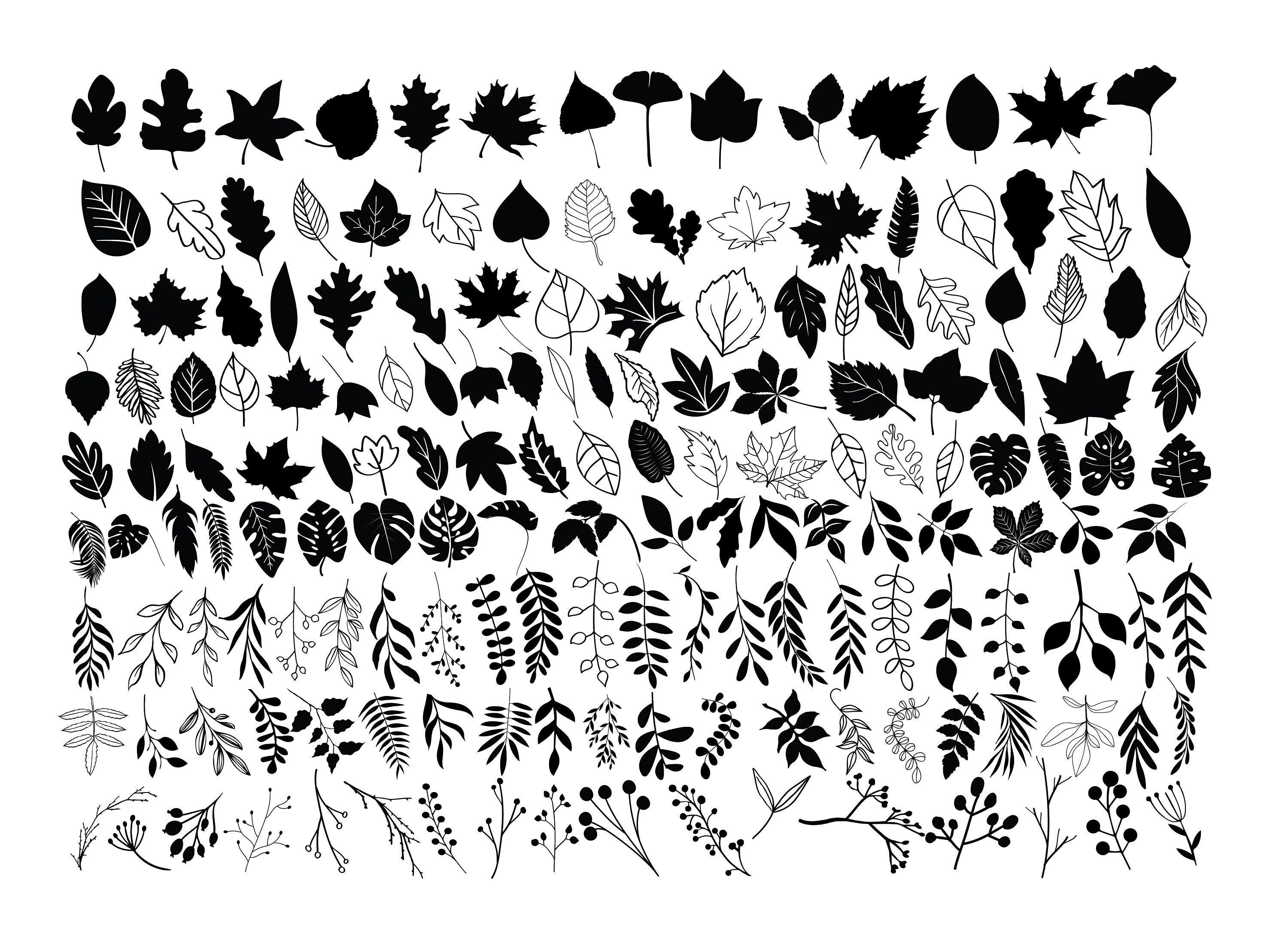 Maple Leaf Branch Svg Black Silhouette With Leaf Of Tree. Single