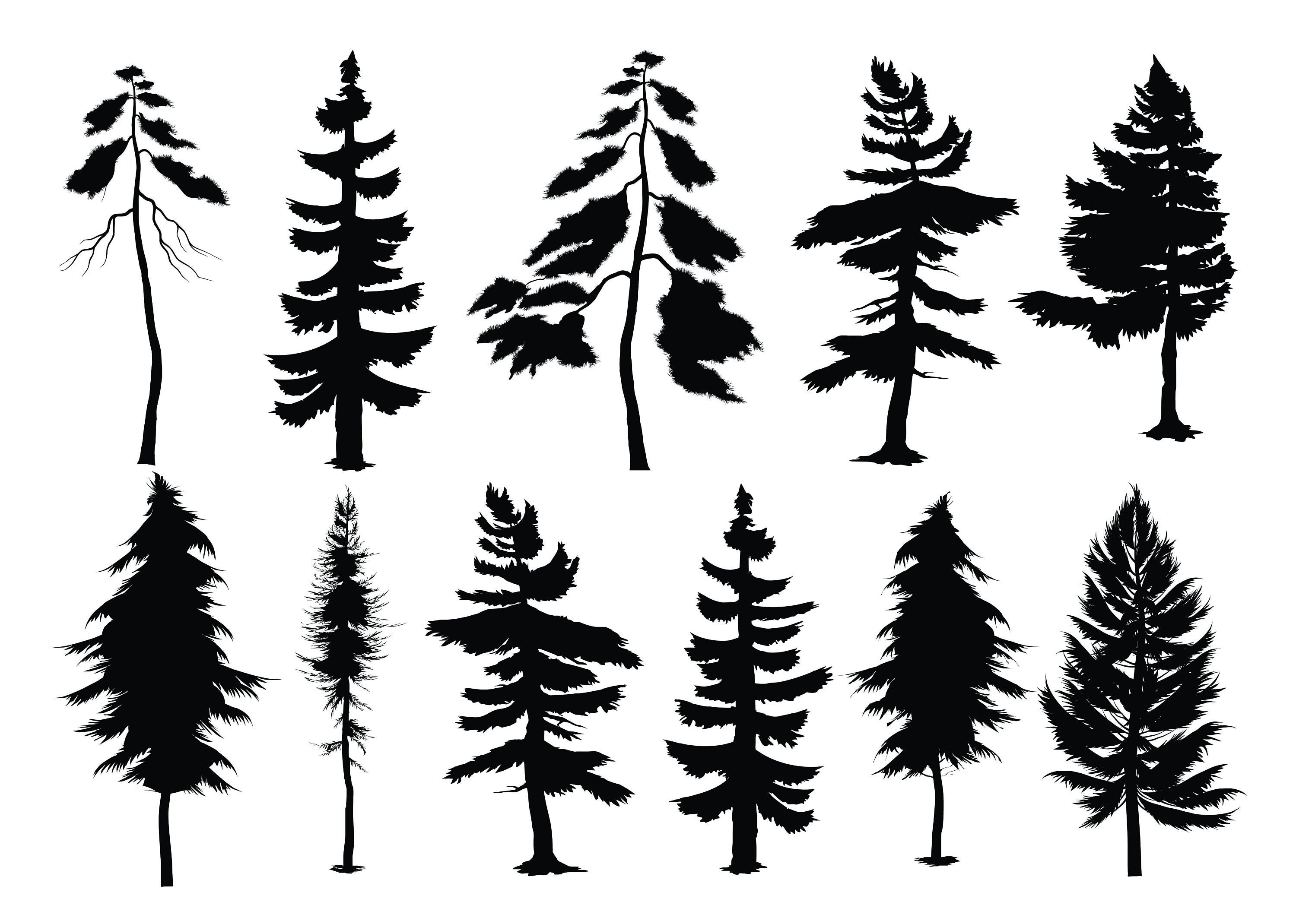 EVERGREEN PINE TREE Svg Evergreen Pines Svg Files for Cricut - Etsy Canada