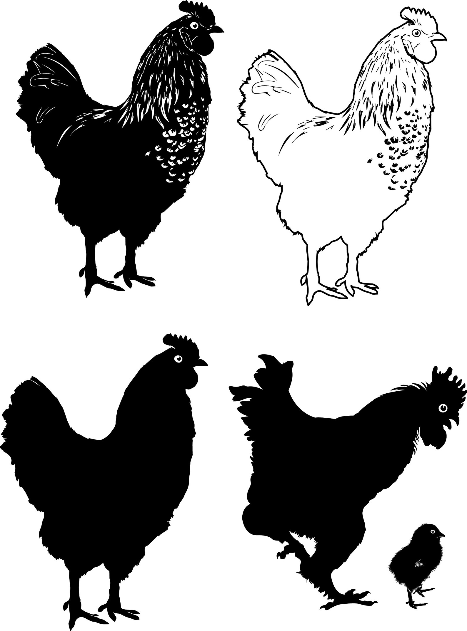 Poule, poule SVG, fichiers SVG poule, fichiers SVG, Cricut, silhouette ...
