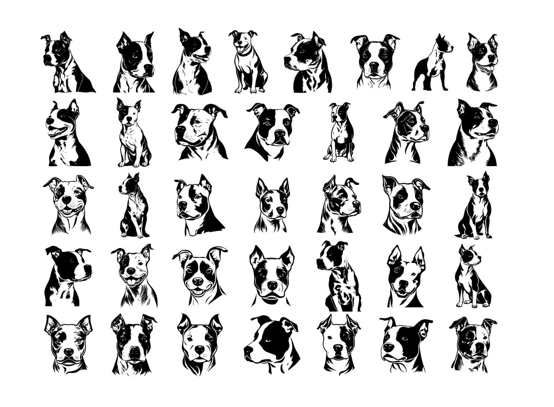 AMSTAFF SVG, AMSTAFF Clipart, Amstaff Svg Files for Cricut, American ...