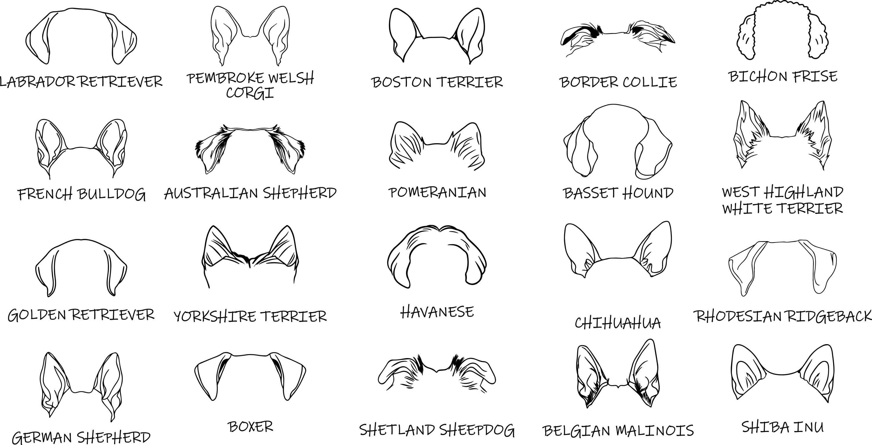 DOG EARS BUNDLE, Hand Drawn Dog Ears Svg, Dog Breeds Ears Svg, Dog Ears ...