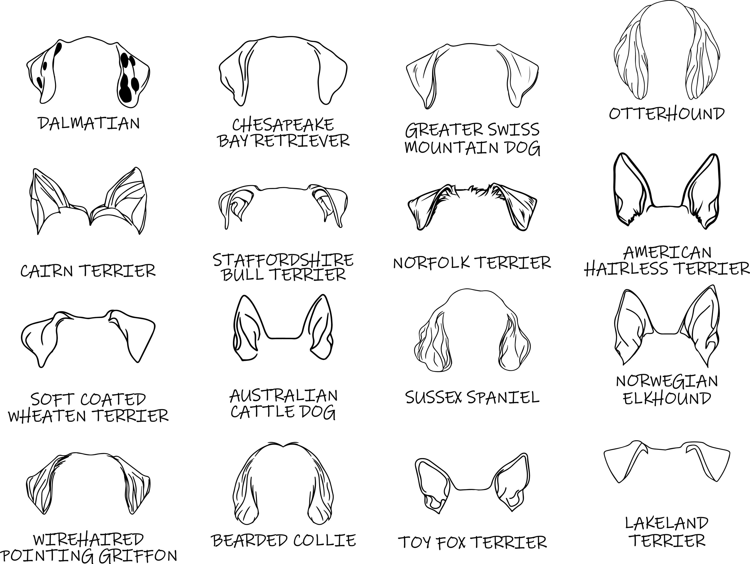 DOG EARS BUNDLE, Hand Drawn Dog Ears Svg, Dog Breeds Ears Svg, Dog Ears ...