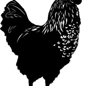 Poule, poule SVG, fichiers SVG poule, fichiers SVG, Cricut, silhouette ...