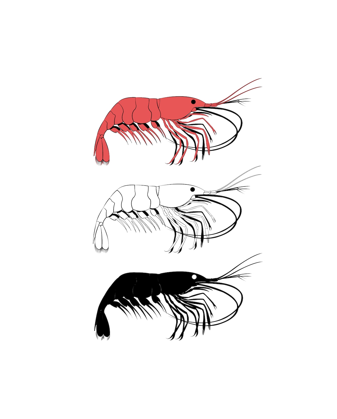 Shrimp, Shrimp SVG, SVG Files, Prawn Svg, Clip Art, SVG, Cricut ...