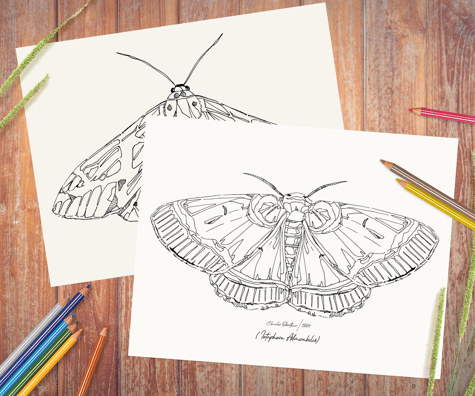 4 Magical Moth Coloring Pages, PRINTABLE Adult Coloring Book | Hand ...